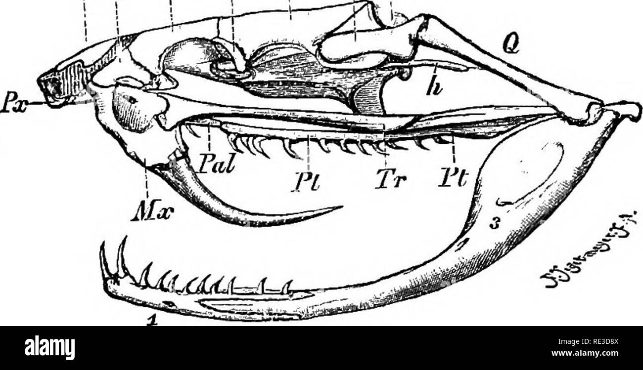Boa constrictor Black and White Stock Photos & Images - Alamy