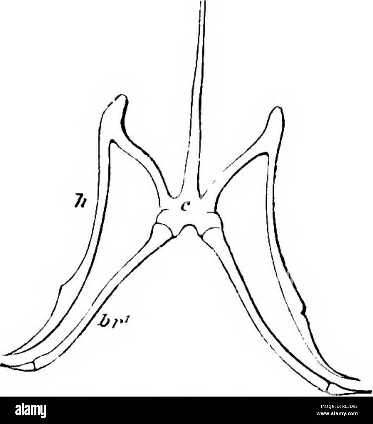 Occipital condyle Black and White Stock Photos & Images - Alamy