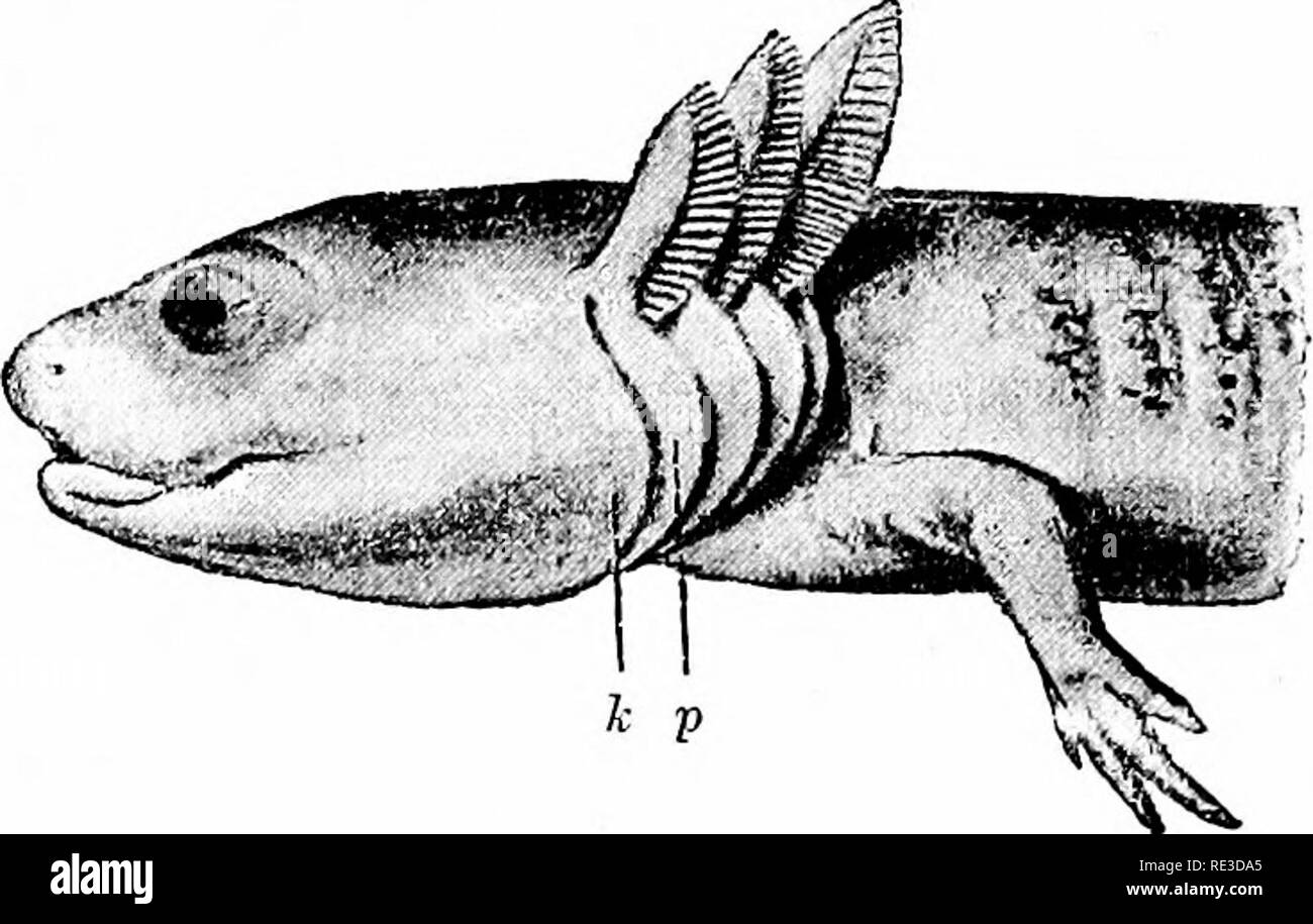 Gymnophiona hi-res stock photography and images - Alamy