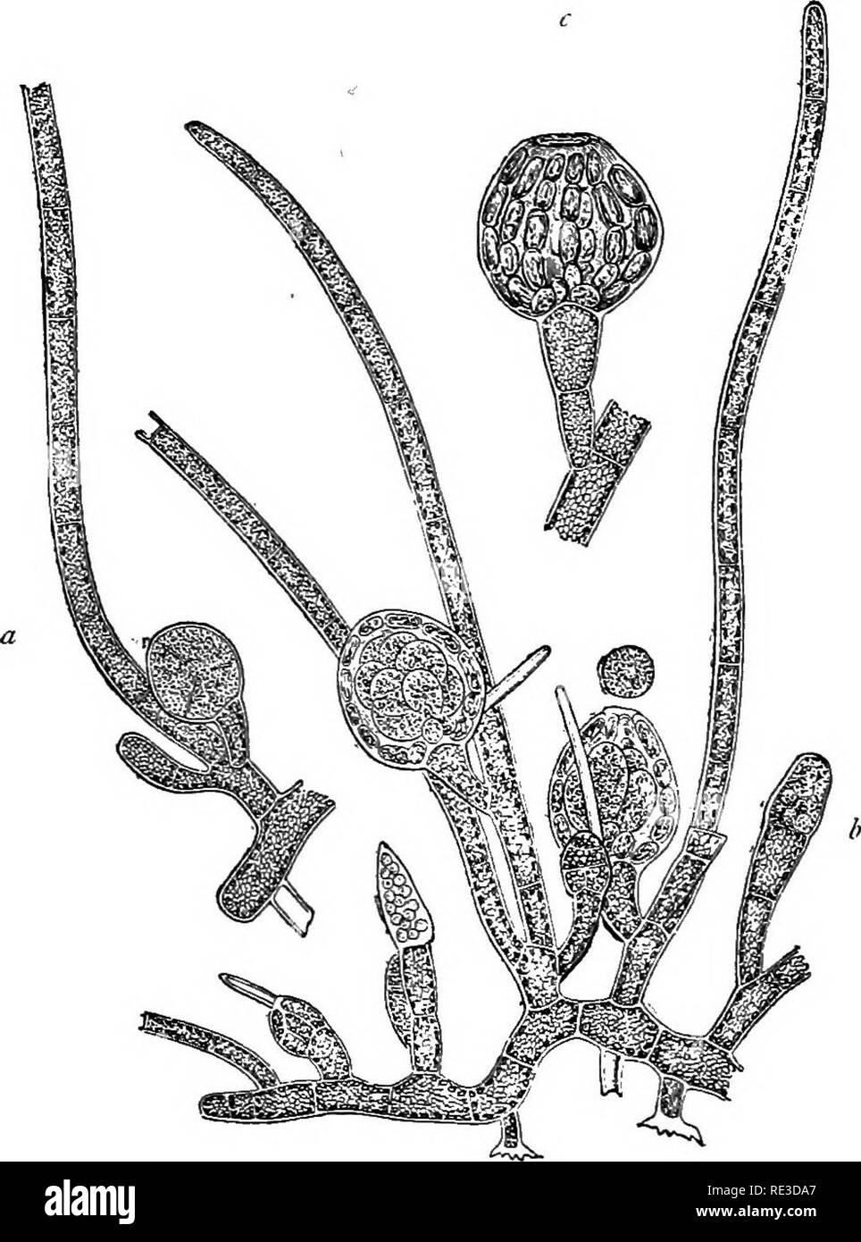 Coiled on a branch Black and White Stock Photos & Images - Alamy