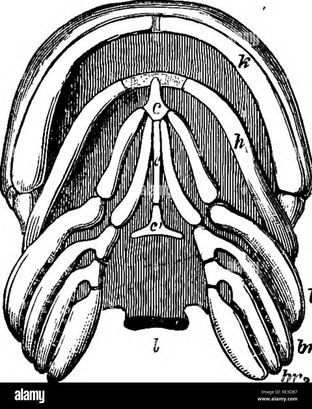 . Text book of zoology. Zoology. Class 3. Amphibia, 39a contrary-j it ...
