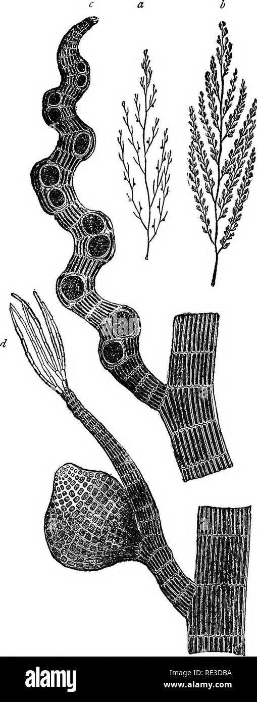 Assimilat hi-res stock photography and images - Alamy