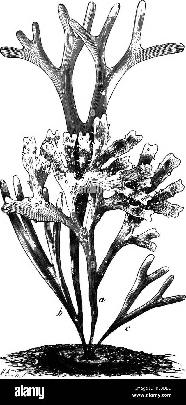 . A handbook of cryptogamic botany. Cryptogams. 192. ALGM in the ...