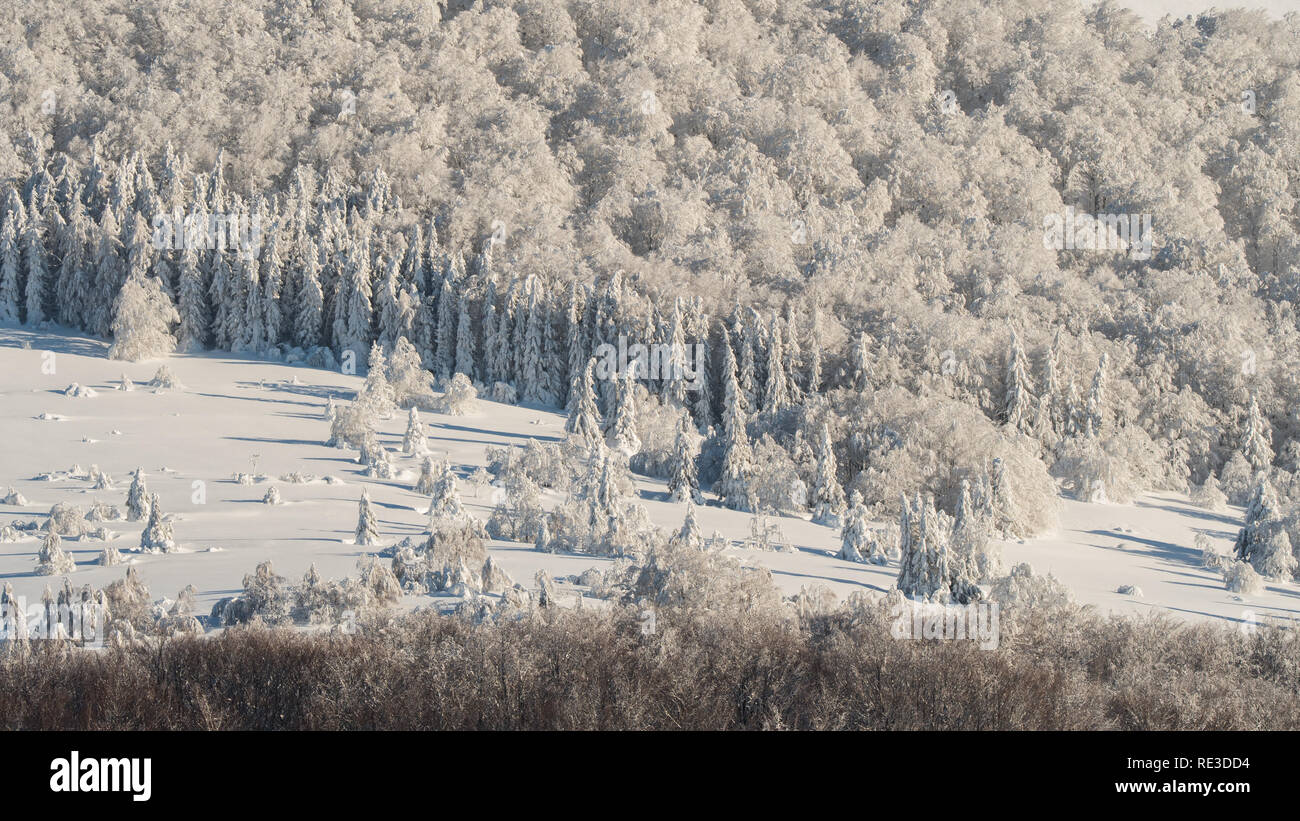 Beautiful snowy forest in the mountains. Winter landscape of the ...
