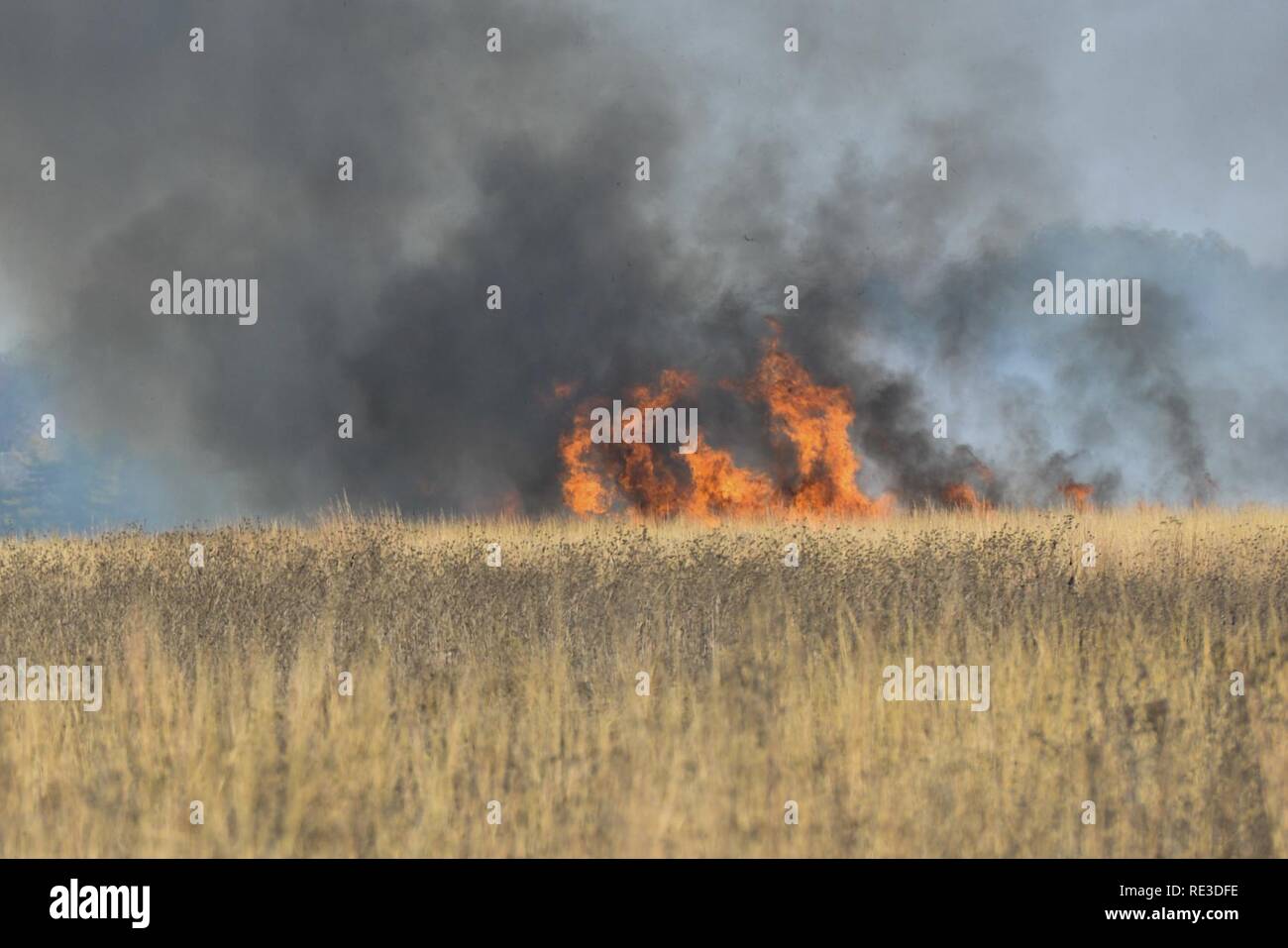 Fire burns through heavy vegetation during a controlled burn at Huffman ...