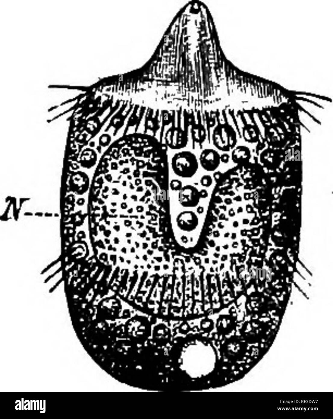 Well defined body shape Black and White Stock Photos & Images - Alamy