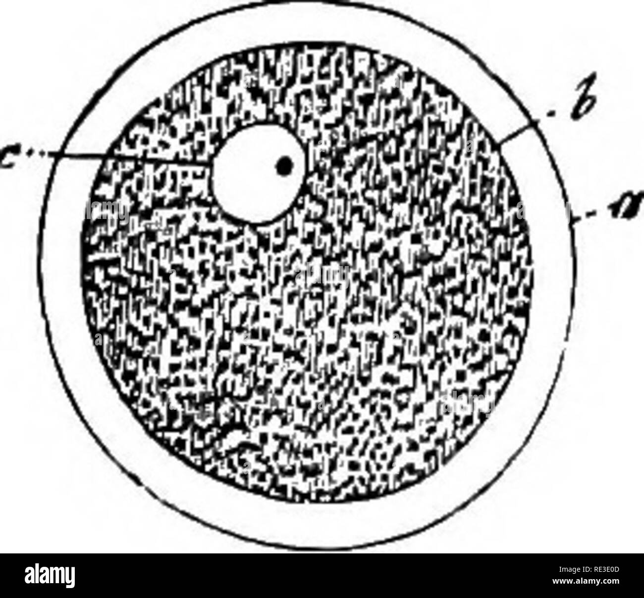 Human organs diagram Black and White Stock Photos & Images - Alamy