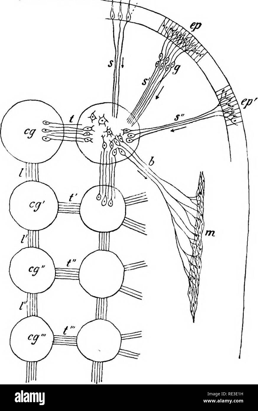 . Text book of zoology. Zoology. II. Organs. 4. Nervous System. 17 4 ...