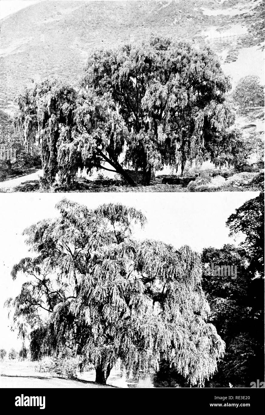 Ernest Willows High Resolution Stock Photography and Images - Alamy