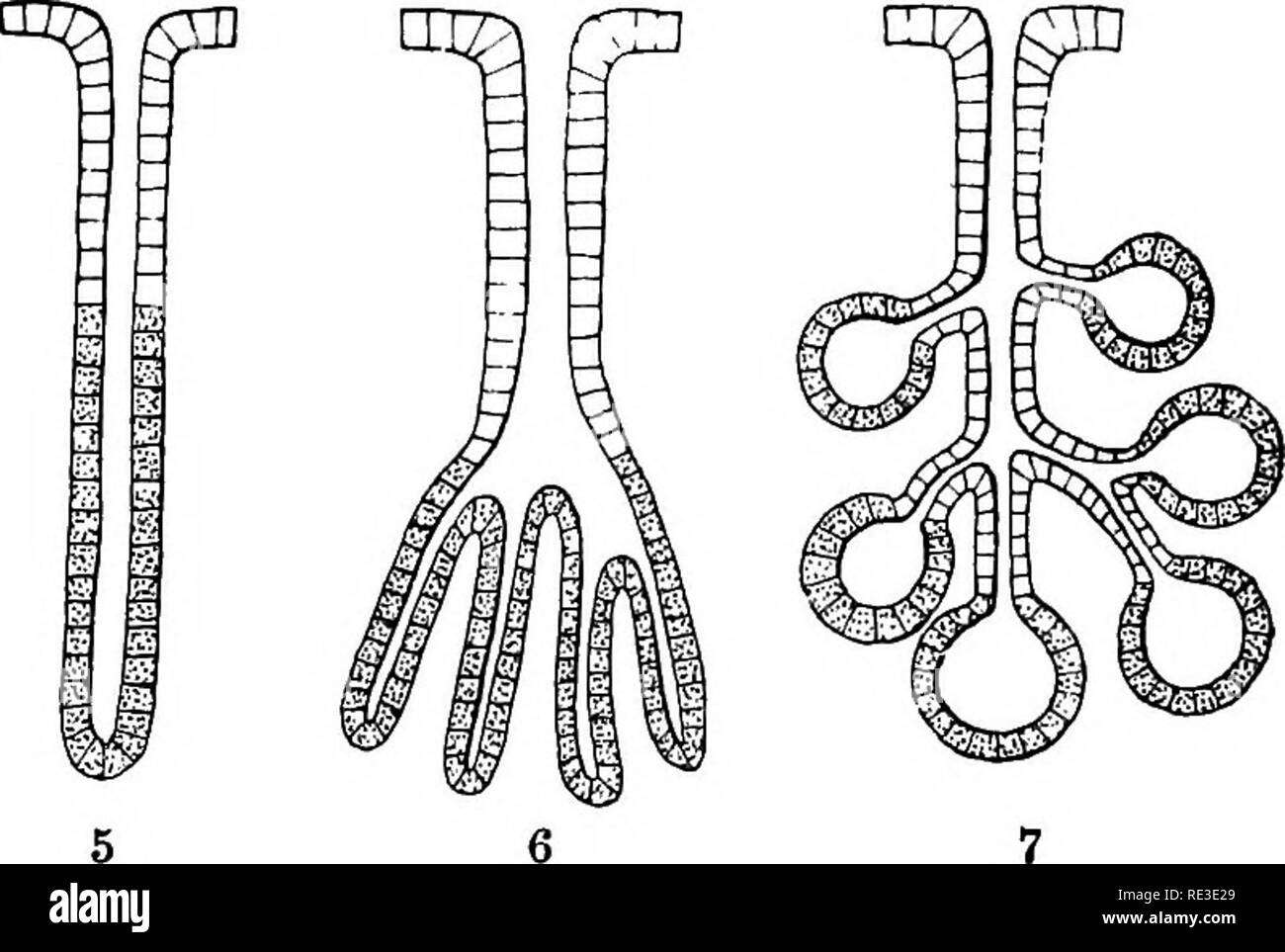 Mucus secreting cells hi-res stock photography and images - Alamy