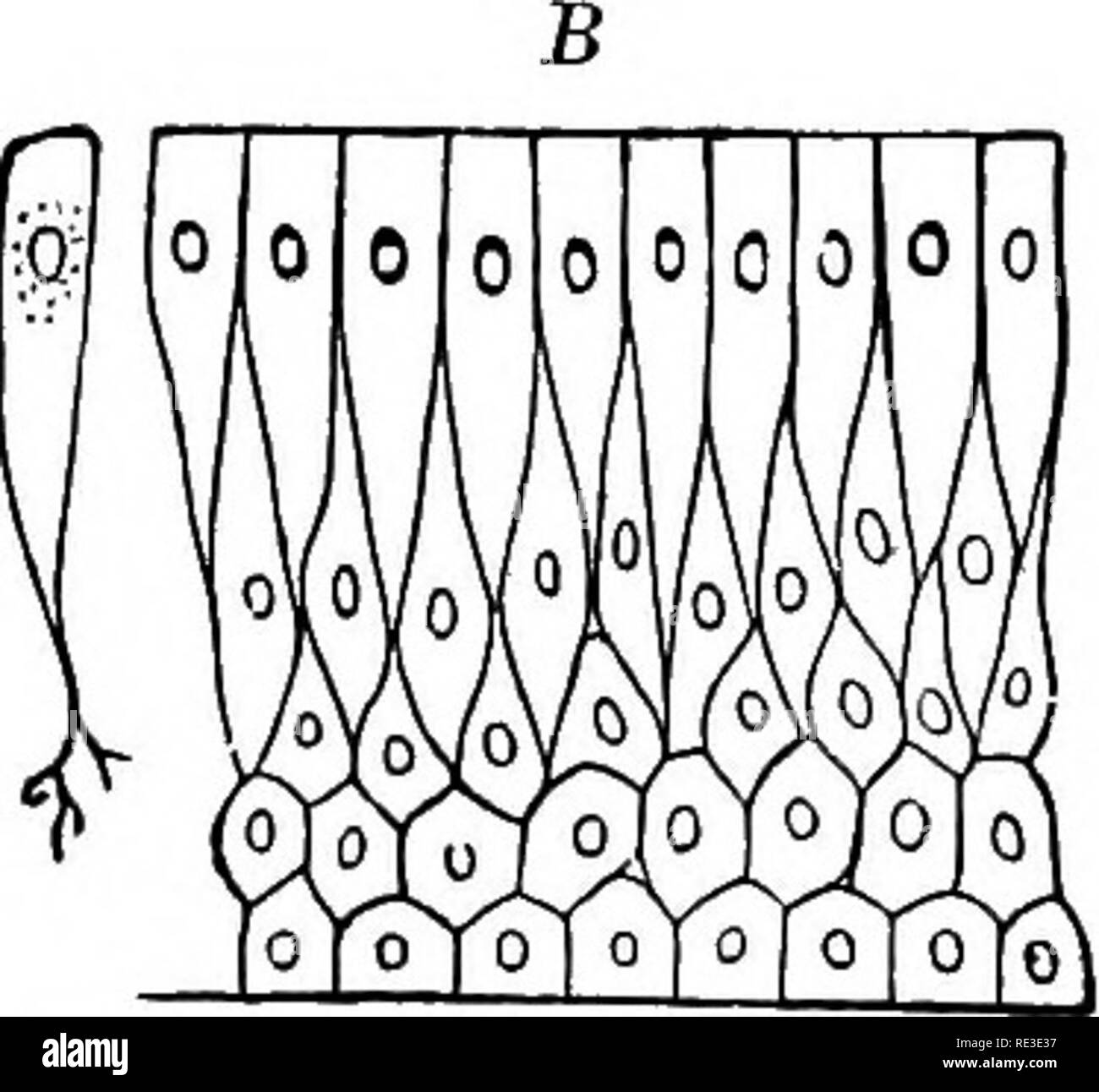 Stratified Columnar Drawing
