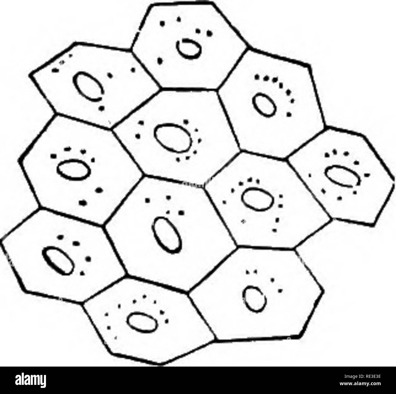 Amoeboid movement hi-res stock photography and images - Alamy