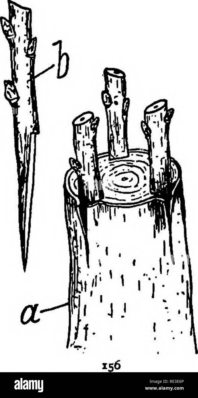 Crown grafting Black and White Stock Photos & Images - Alamy