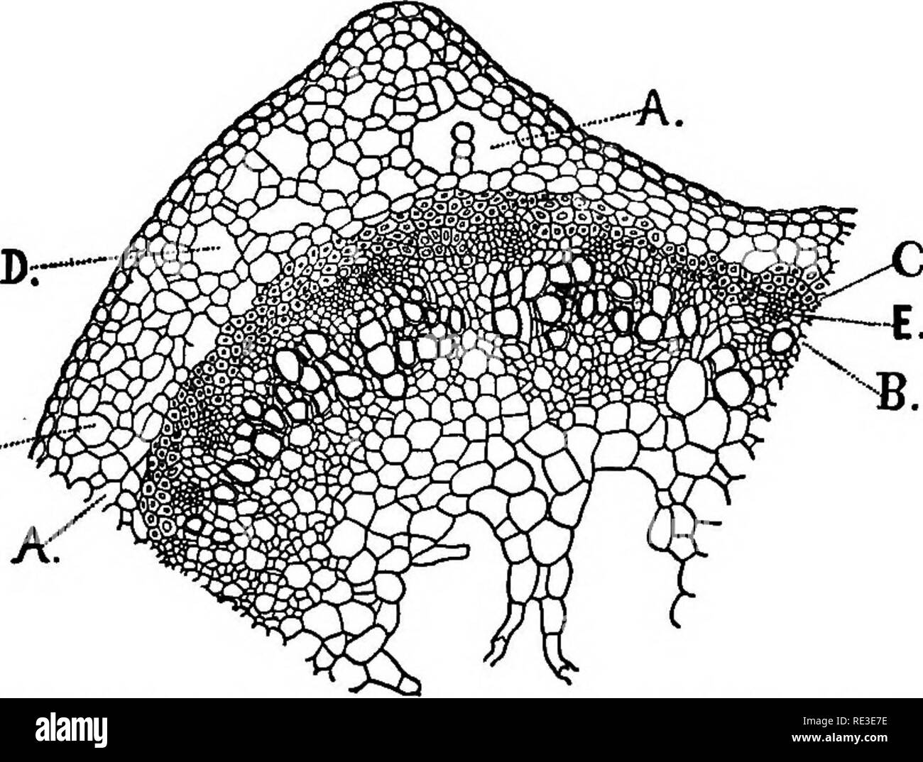 Plant stem cross section Black and White Stock Photos & Images - Alamy