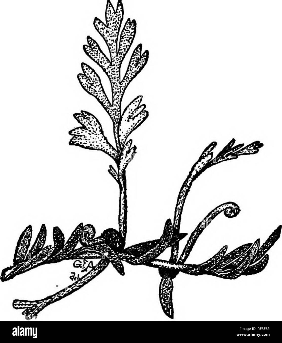 Transverse incisions Cut Out Stock Images & Pictures - Alamy