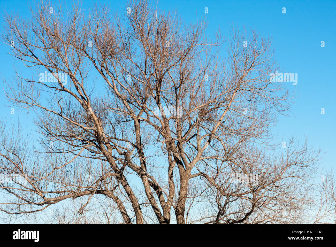 Tree has no leaves in the dead of a Canadian winter but will spring ...