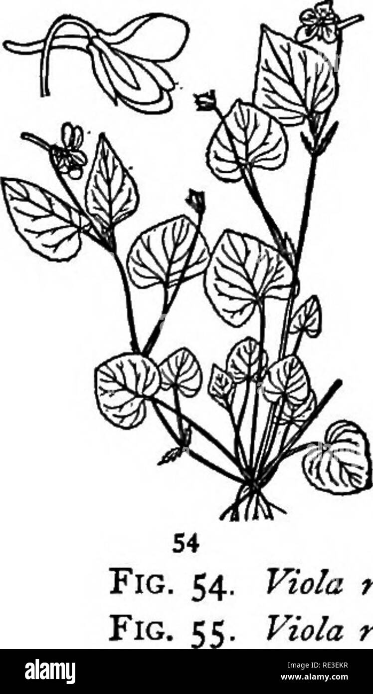 . Practical text-book of plant physiology. Plant physiology. ETIOLATION ...