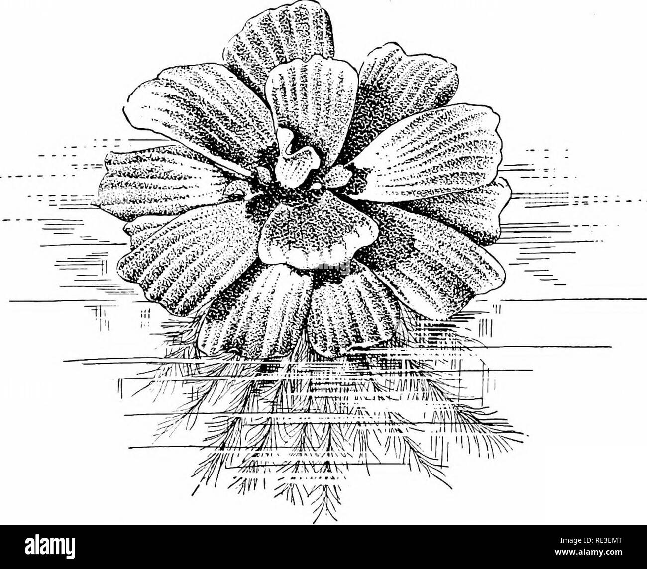 Water Lettuce Drawing