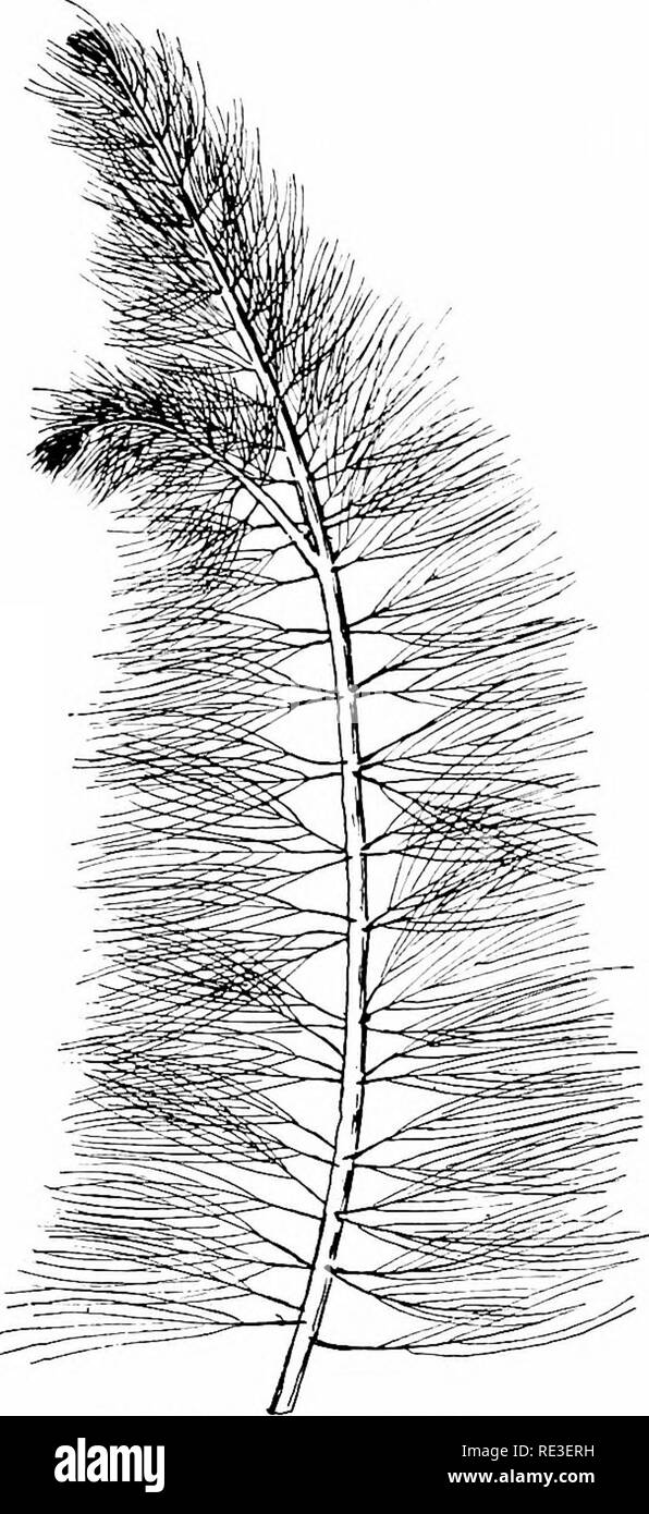 Plant roots aquarium Black and White Stock Photos & Images - Alamy