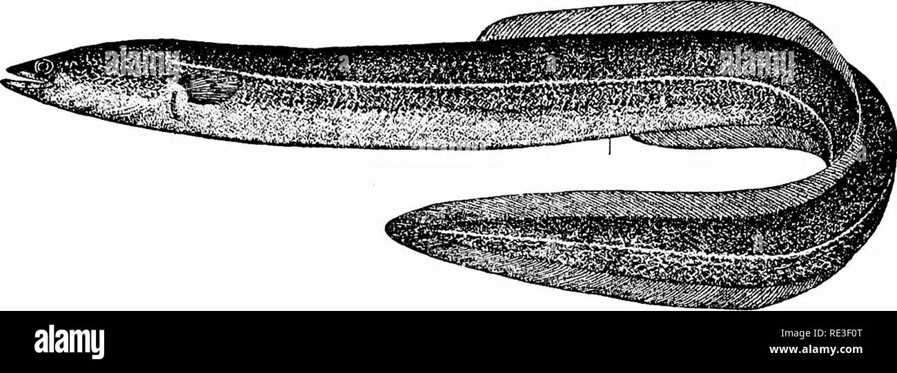 Catfish eels hi-res stock photography and images - Alamy
