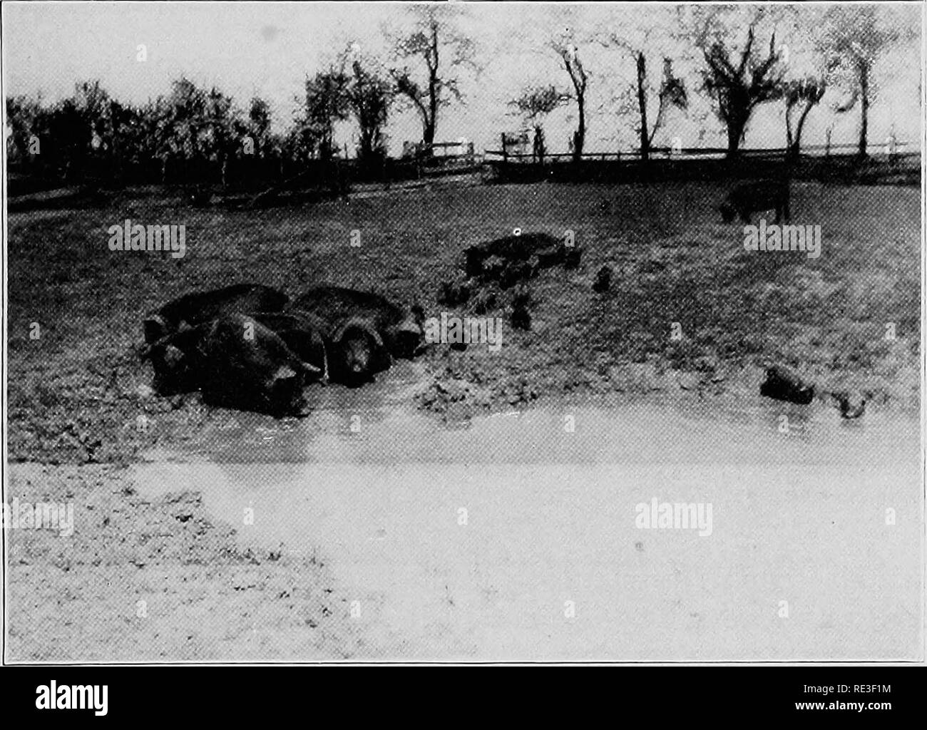 Necrotic enteritis hi-res stock photography and images - Alamy