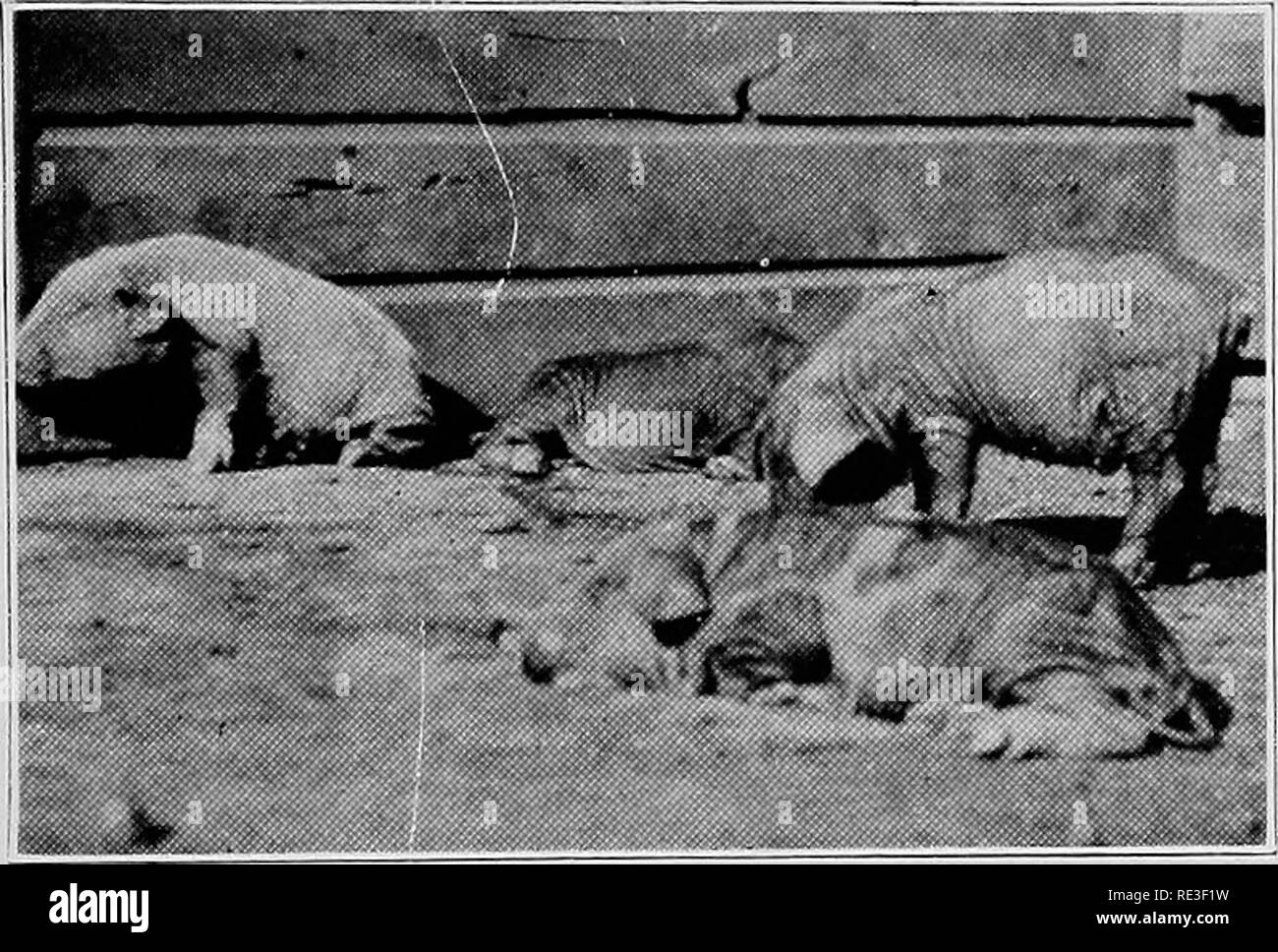 . Swine practice . Swine. Fig. 88. A group of pigs showing various ...