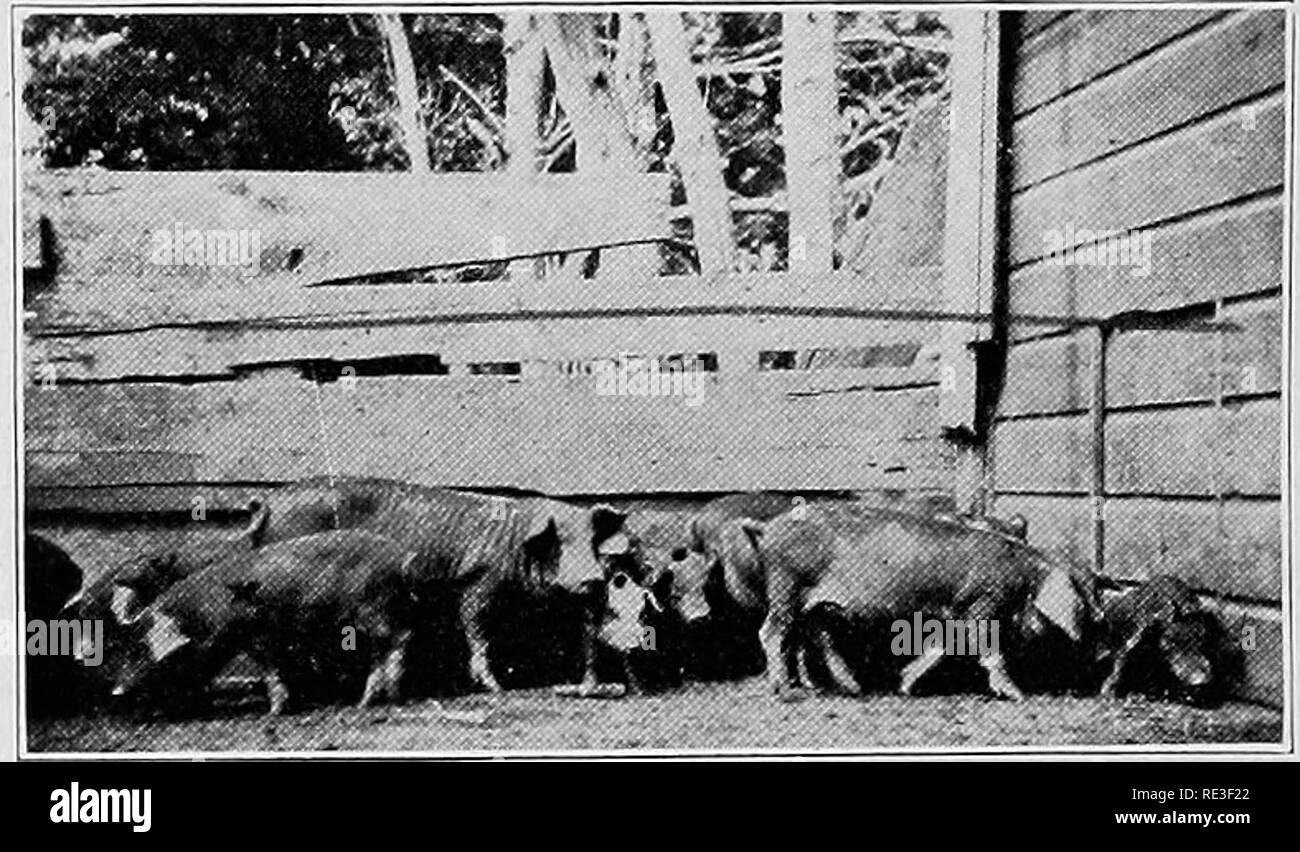 . Swine practice . Swine. 306 SWINE PRACTICE treme weakness and ...