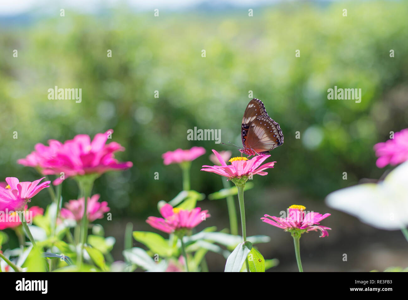 Beautiful butterfly in the flower garden Stock Photo - Alamy