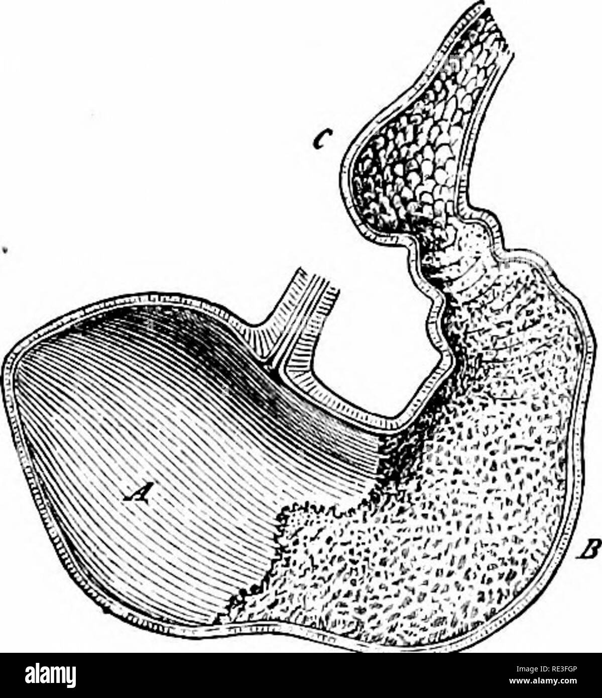 Hog compound Black and White Stock Photos & Images - Alamy