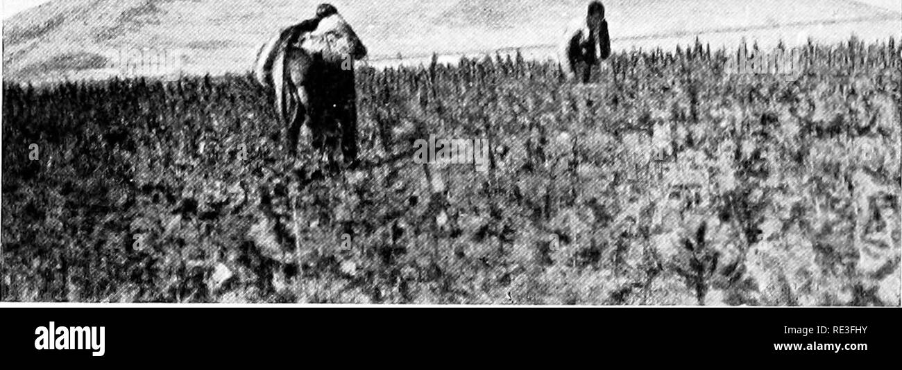 Tobacco sun curing Black and White Stock Photos & Images - Alamy