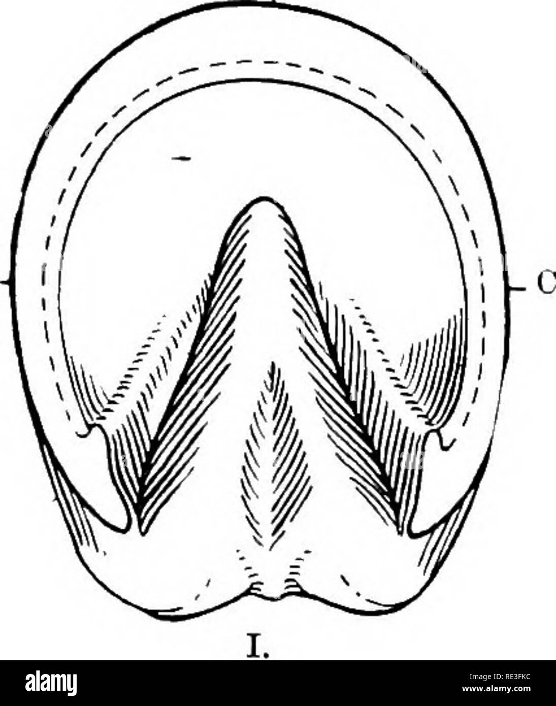 A Hoof Black and White Stock Photos & Images - Alamy