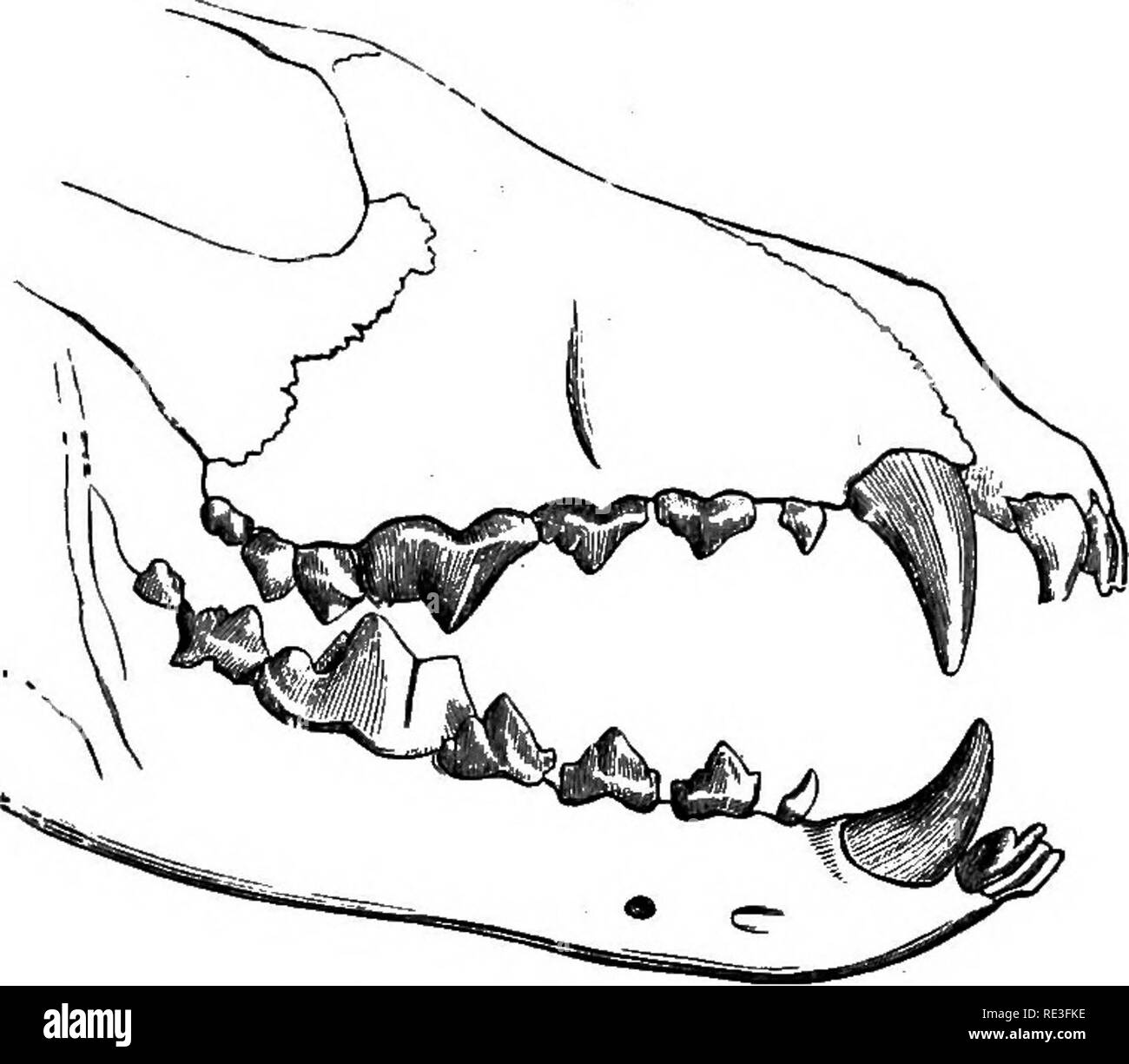 . A text-book of animal physiology, with introductory chapters on ...