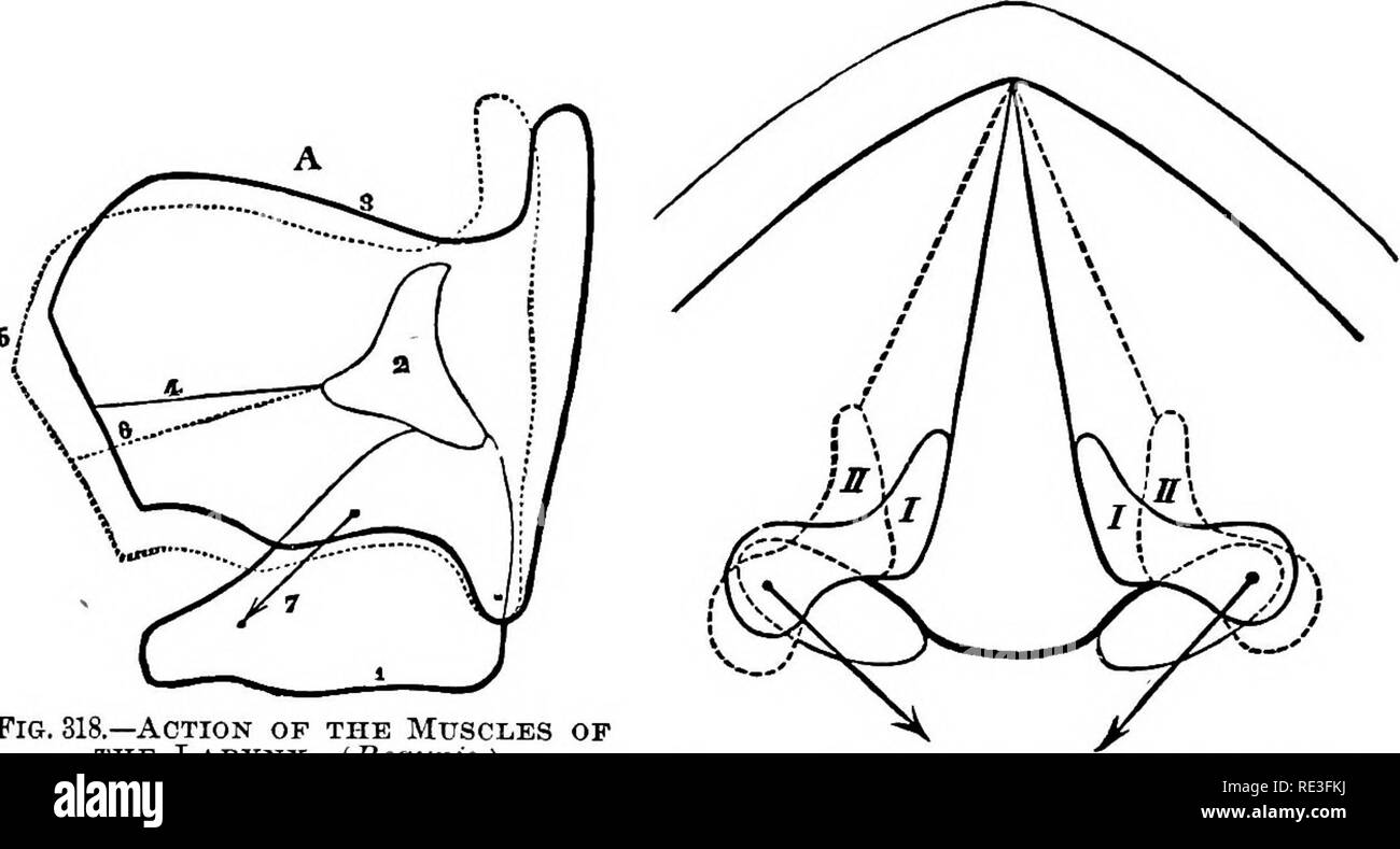 Oblique Arytenoid