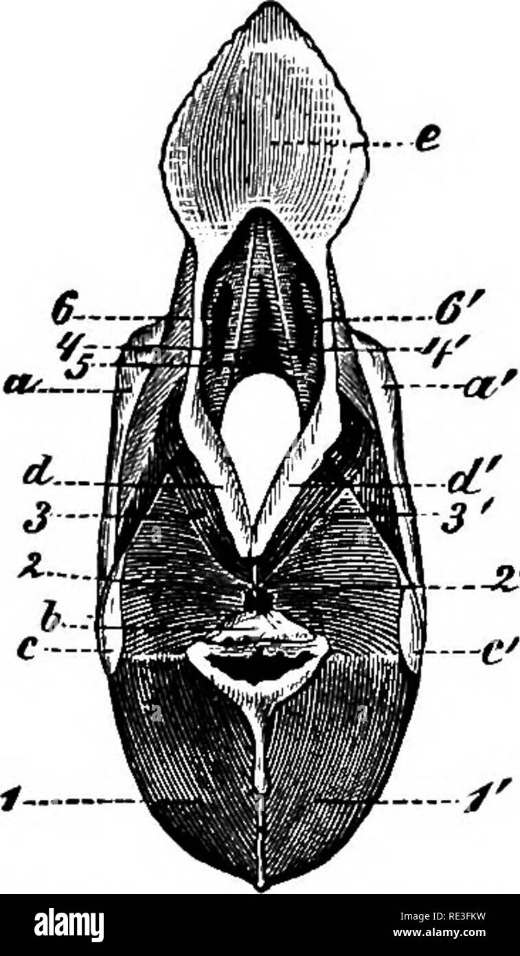 . The physiology of domestic animals ... Physiology, Comparative ...