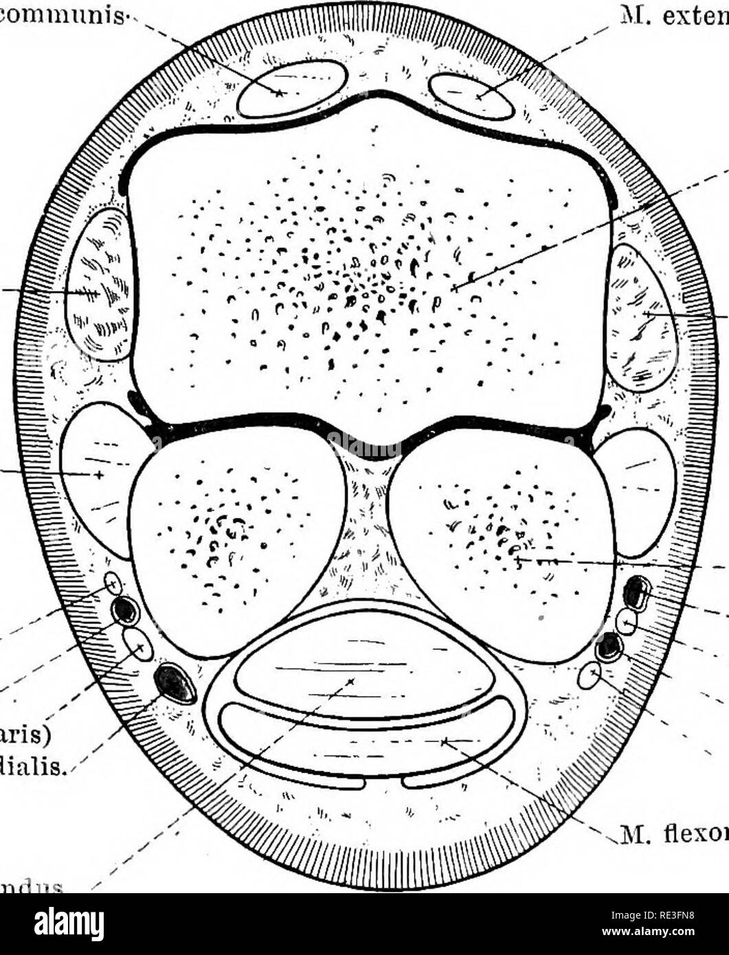 . The topographical anatomy of the limbs of the horse. Horses ...