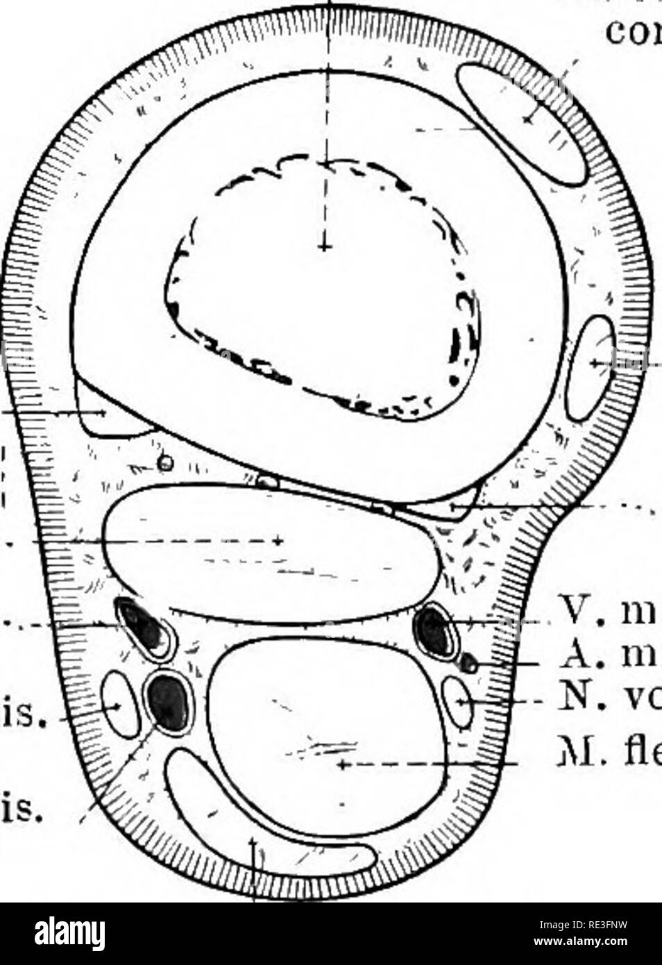 . The topographical anatomy of the limbs of the horse. Horses ...