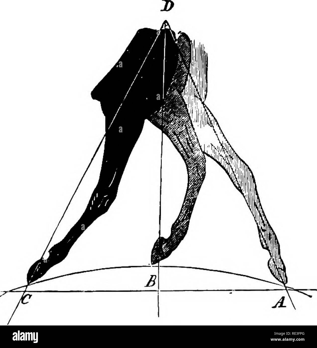 . The physiology of domestic animals ... Physiology, Comparative ...