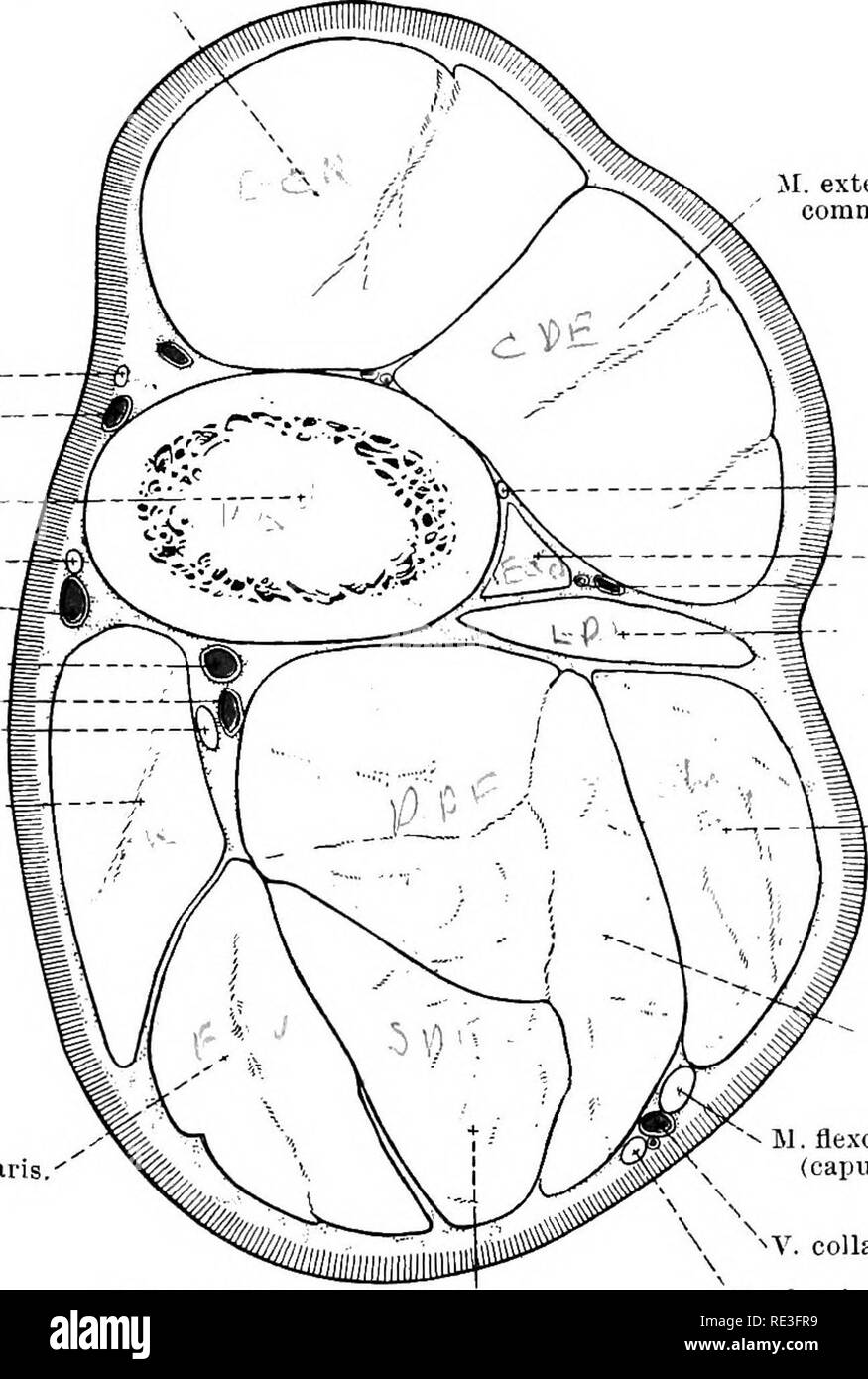 Extensor carpi radialis horse hi-res stock photography and images - Alamy