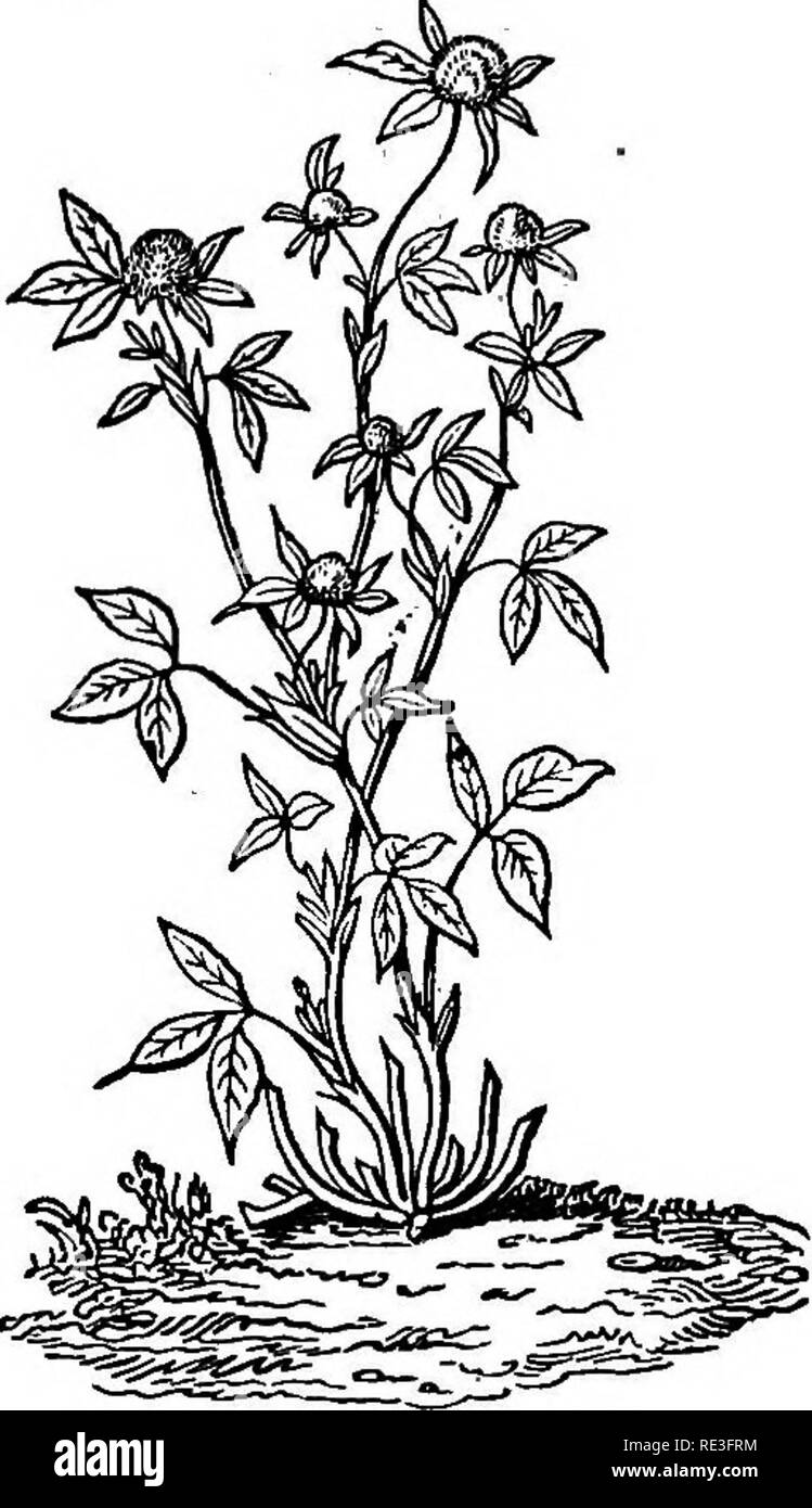 Poison Grass Drawing