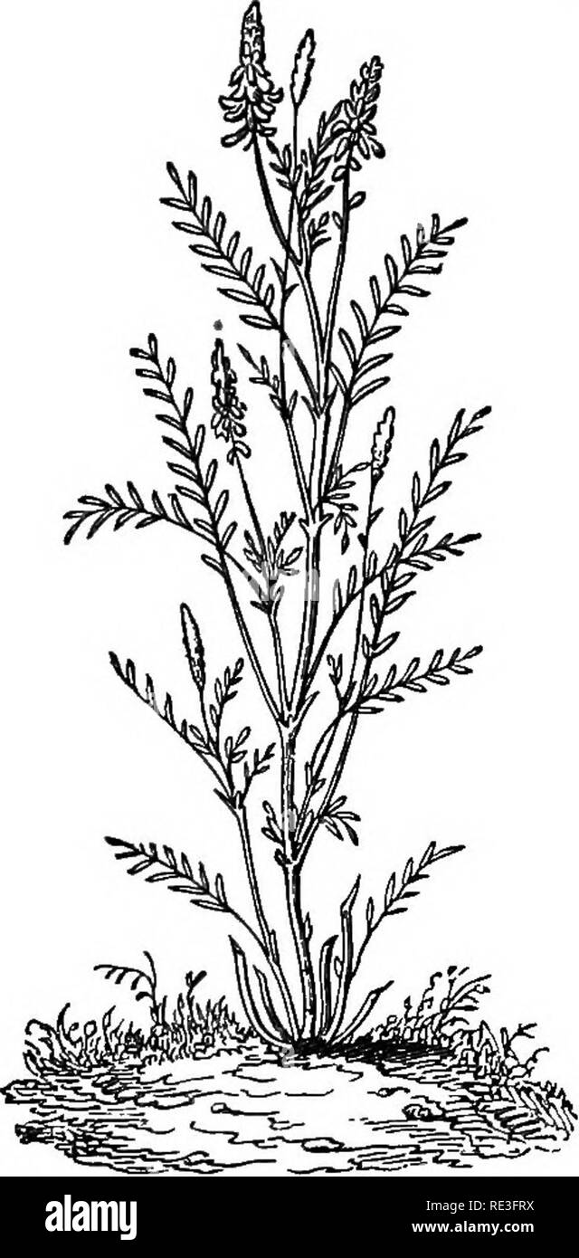 Lucerne for fodder Black and White Stock Photos & Images - Alamy