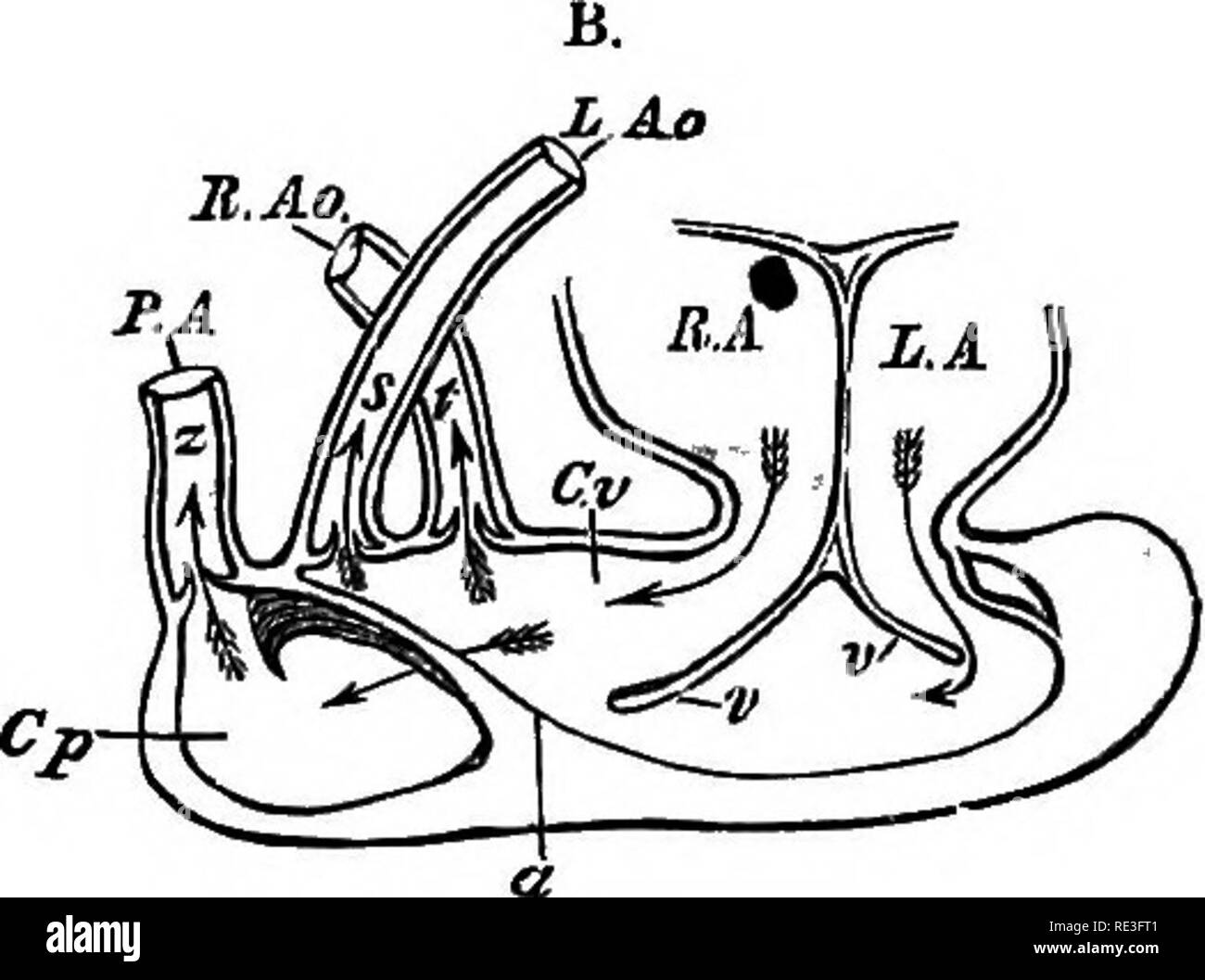 Chelone Black and White Stock Photos & Images - Alamy