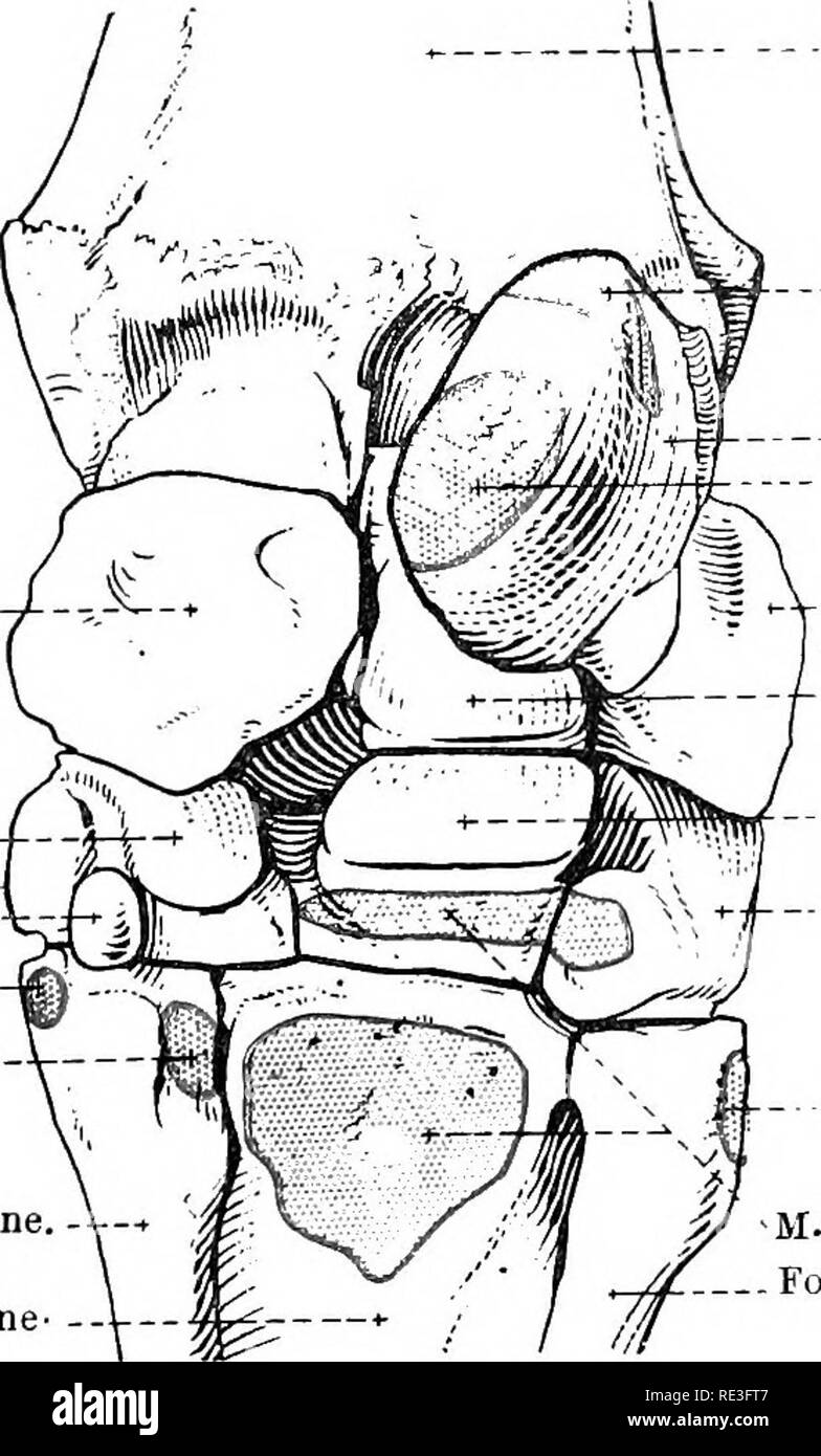 M extensor carpi ulnaris horse hi-res stock photography and images - Alamy