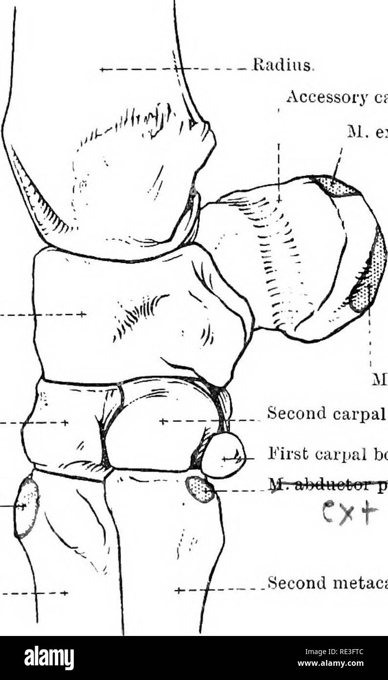 M extensor carpi ulnaris horse hi-res stock photography and images - Alamy