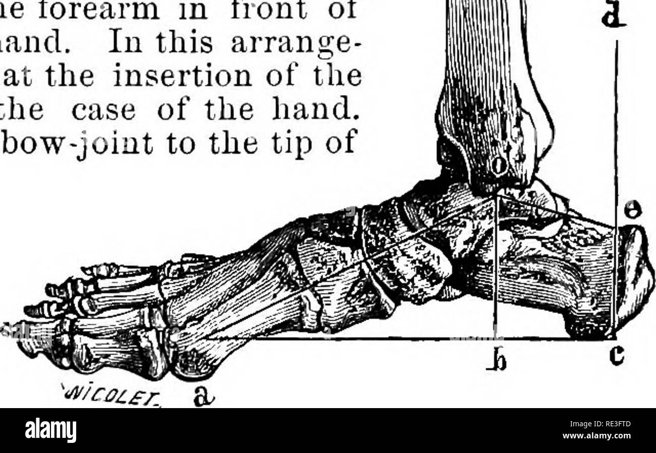 . The physiology of domestic animals ... Physiology, Comparative ...