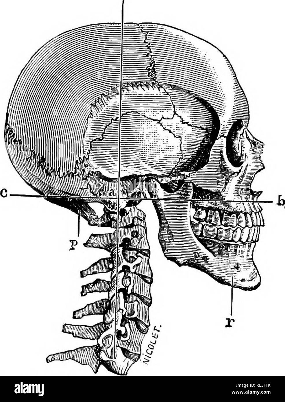 . The physiology of domestic animals ... Physiology, Comparative ...