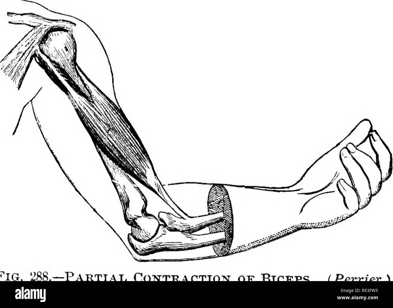 . The physiology of domestic animals ... Physiology, Comparative ...