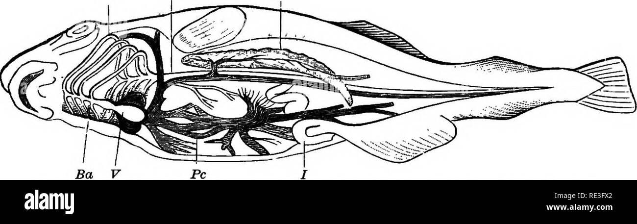 Bulbus aorta hi-res stock photography and images - Alamy