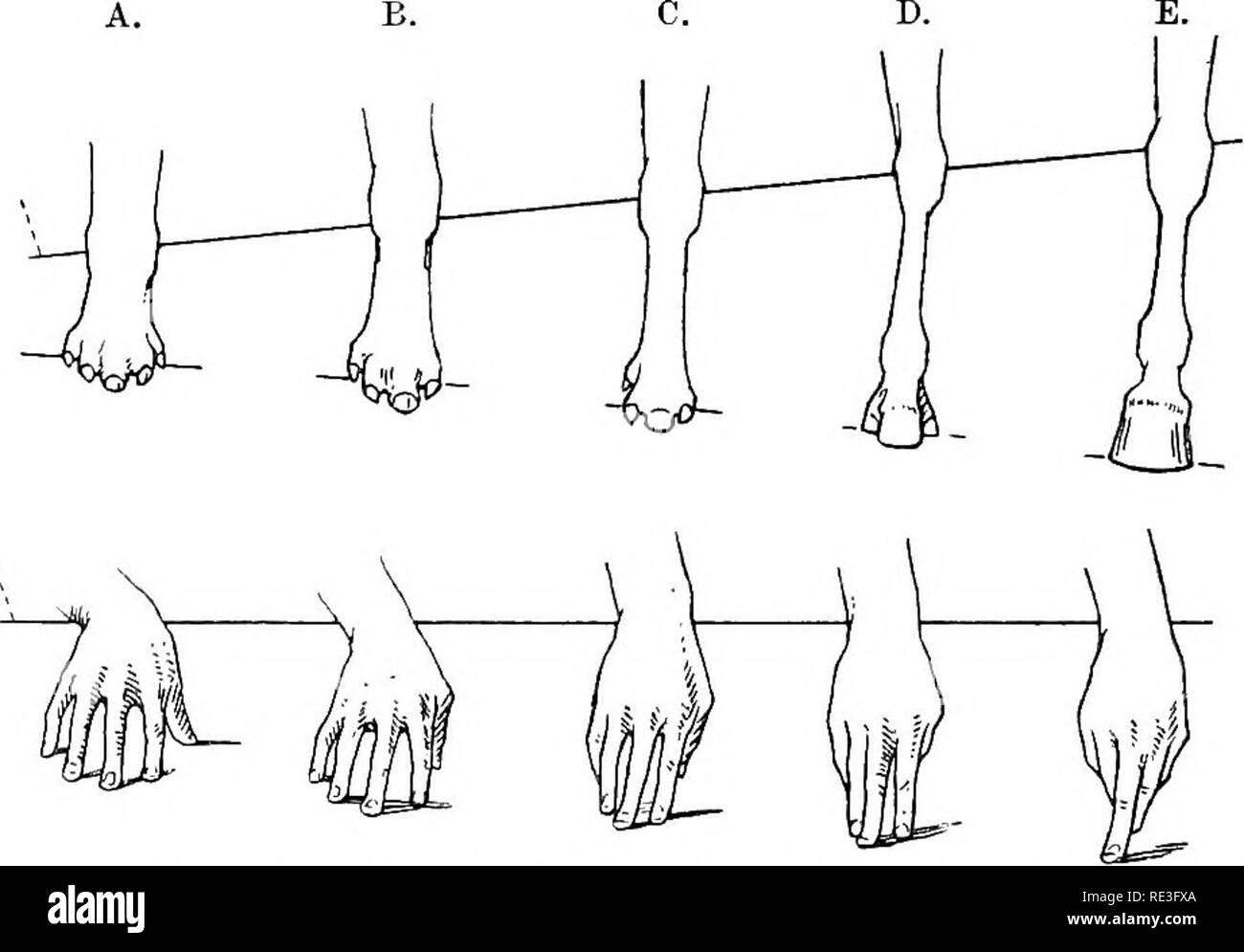 Digitigrade High Resolution Stock Photography and Images - Alamy