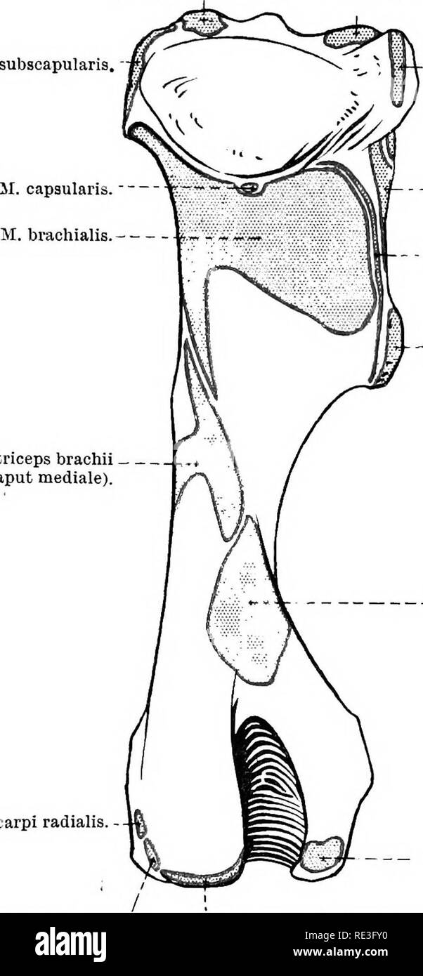 Triceps Brachii Stock Photos & Triceps Brachii Stock Images - Alamy