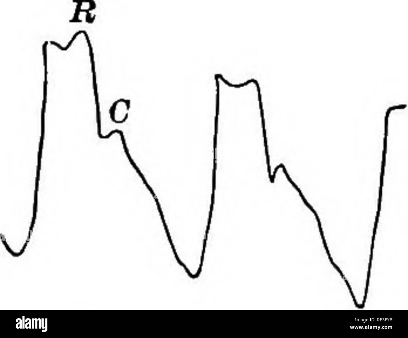 What Is A Normal Pulse For A Dog